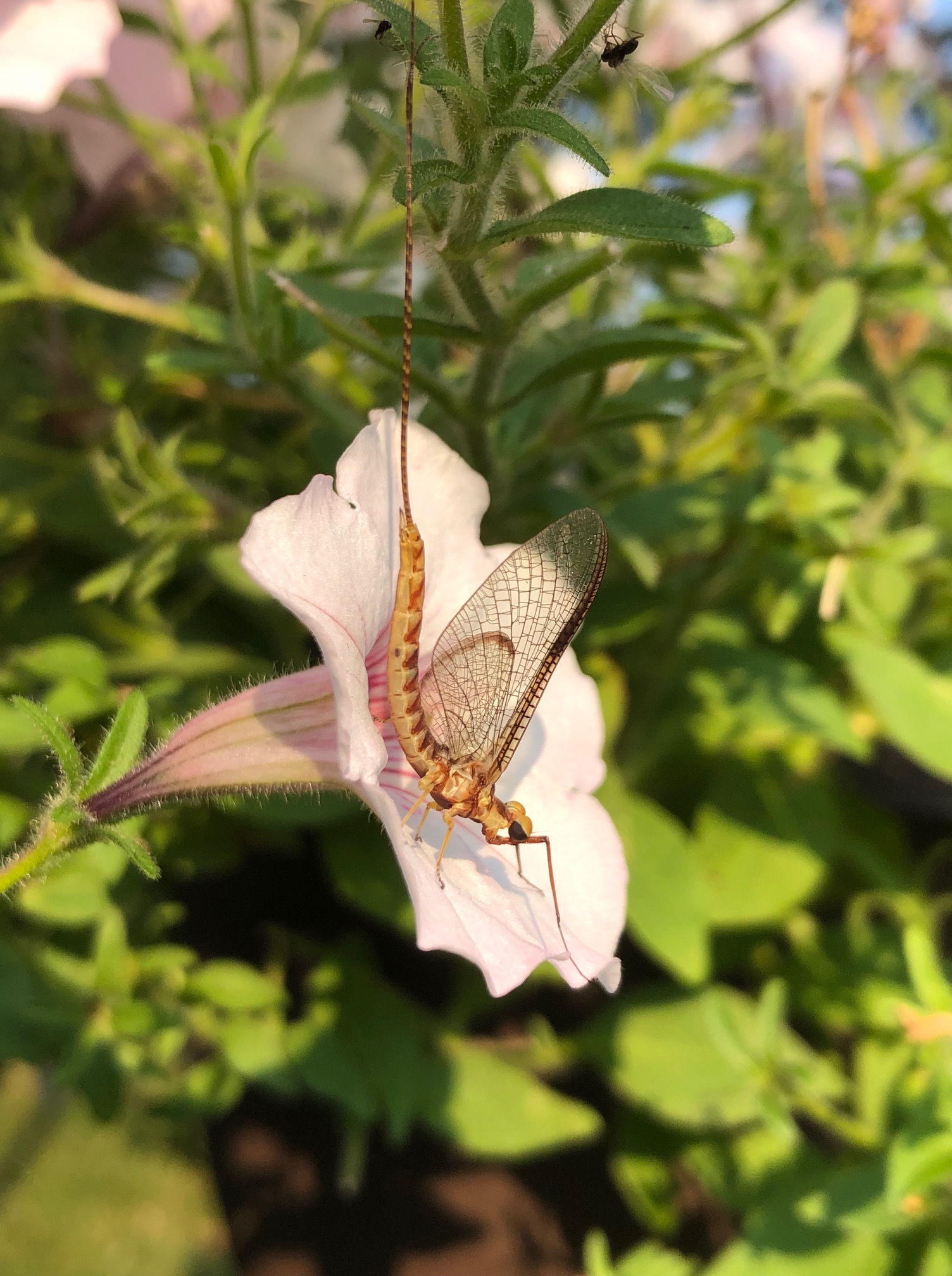 Mayflies | Writing Near the Lake