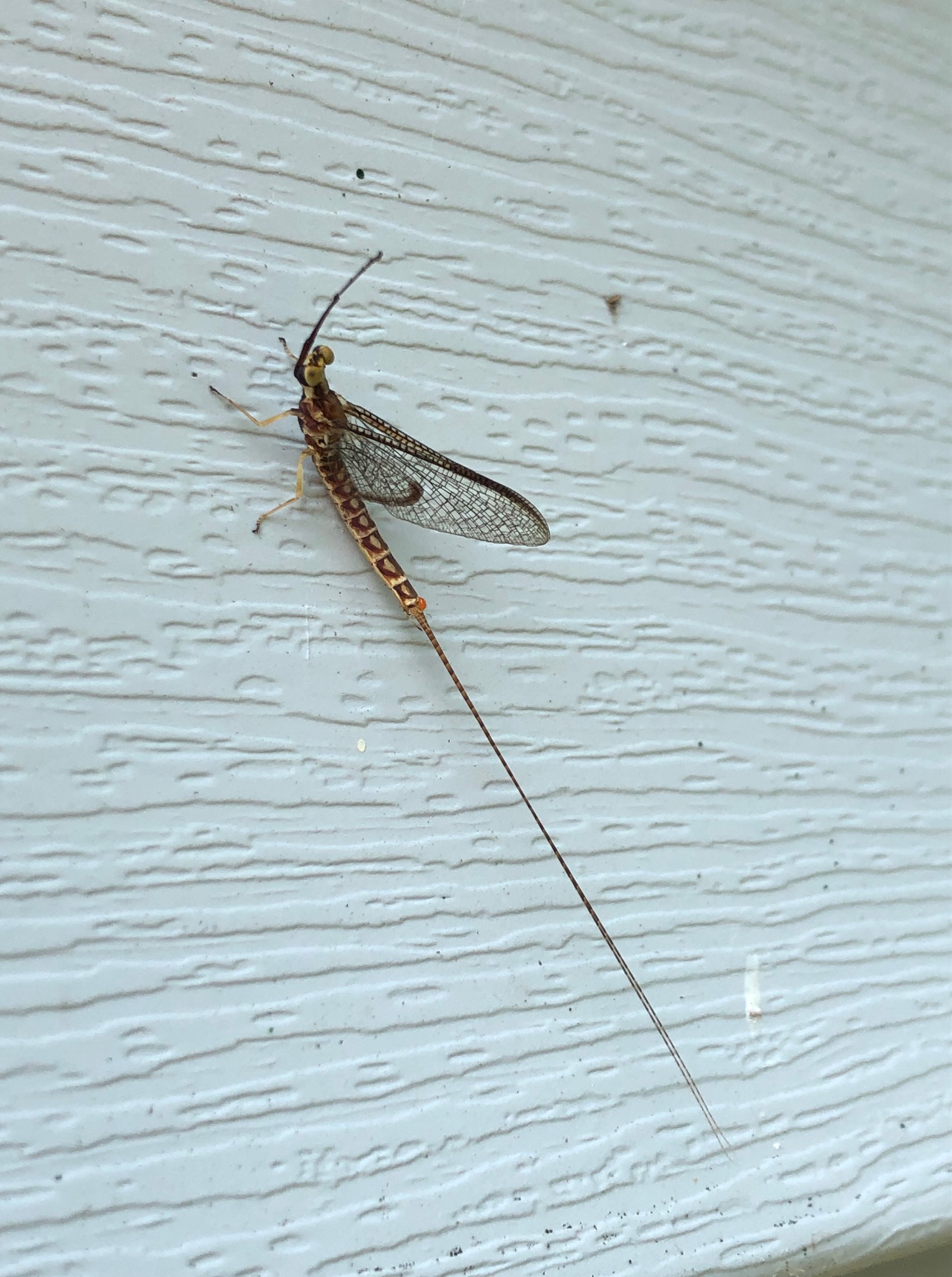 Mayflies | Writing Near the Lake