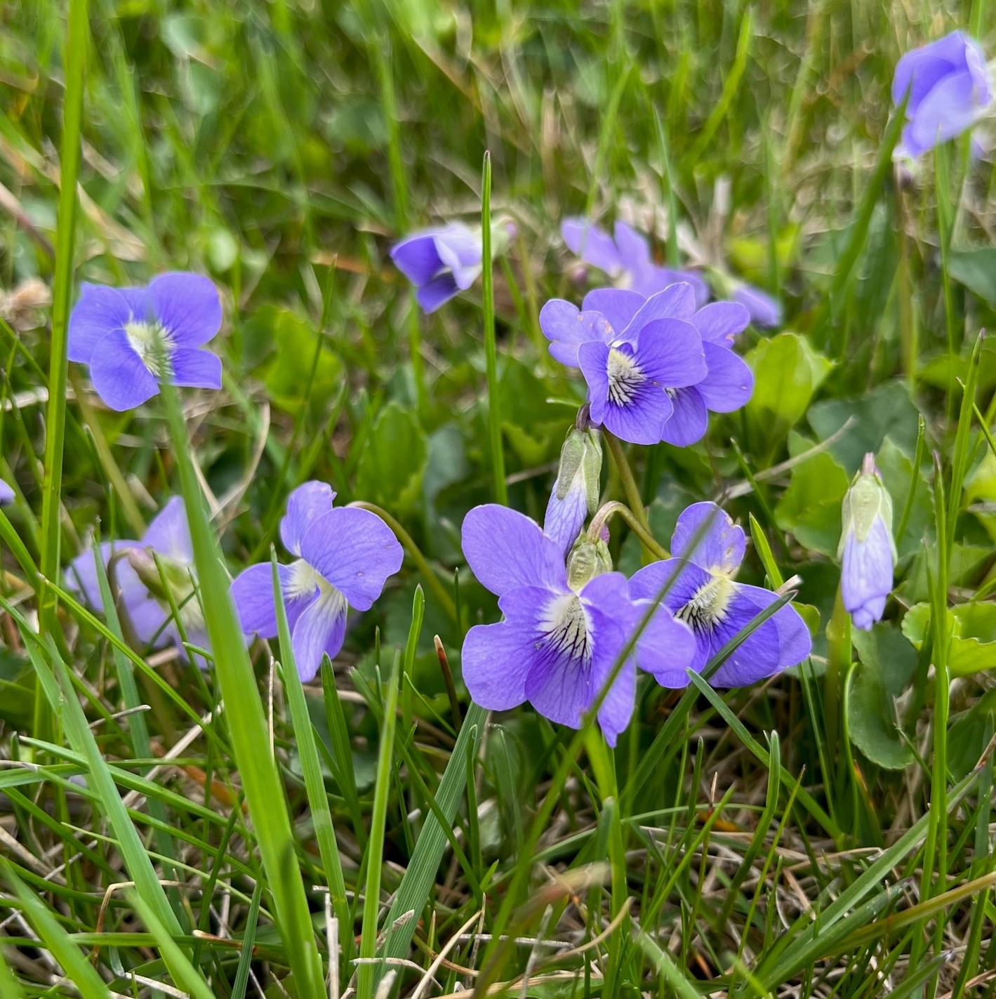 No Mow May | Writing Near the Lake