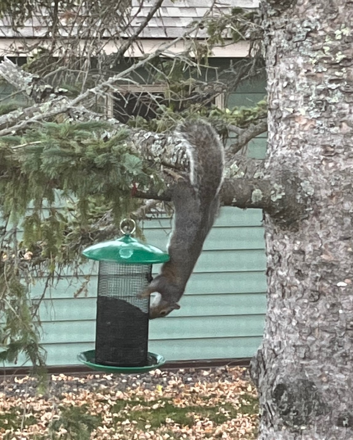 Random Thoughts Around the Bird Feeders | Writing Near the Lake
