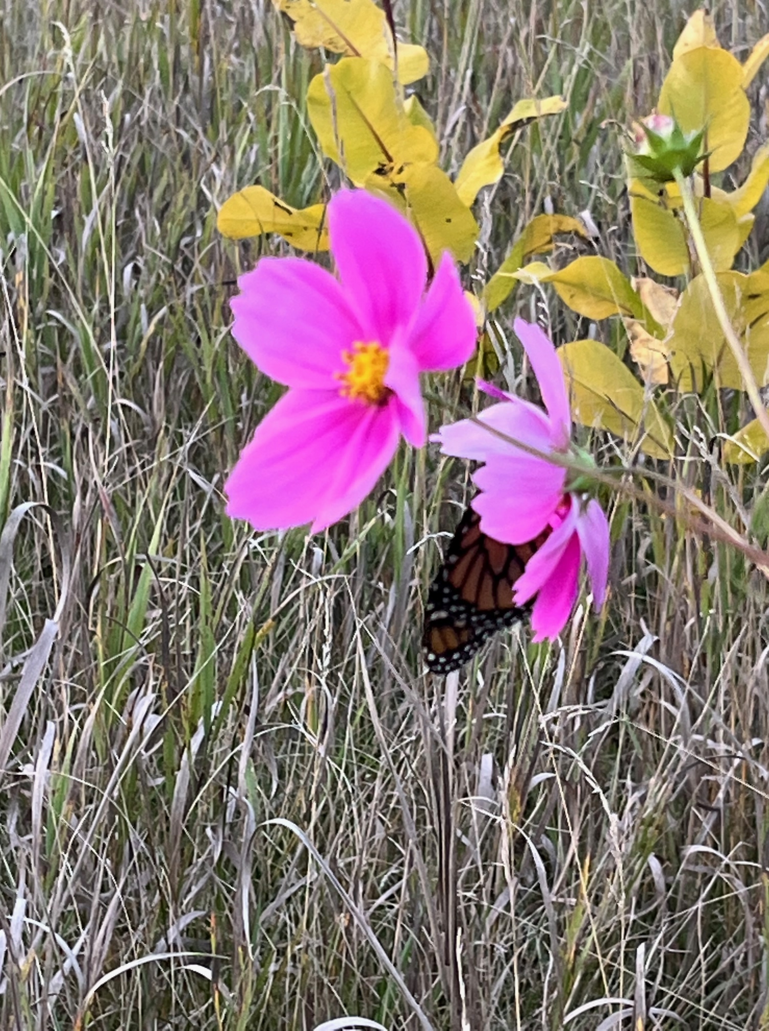 Michigan Monarch Prepares for Migration to Mexico | Writing Near the Lake