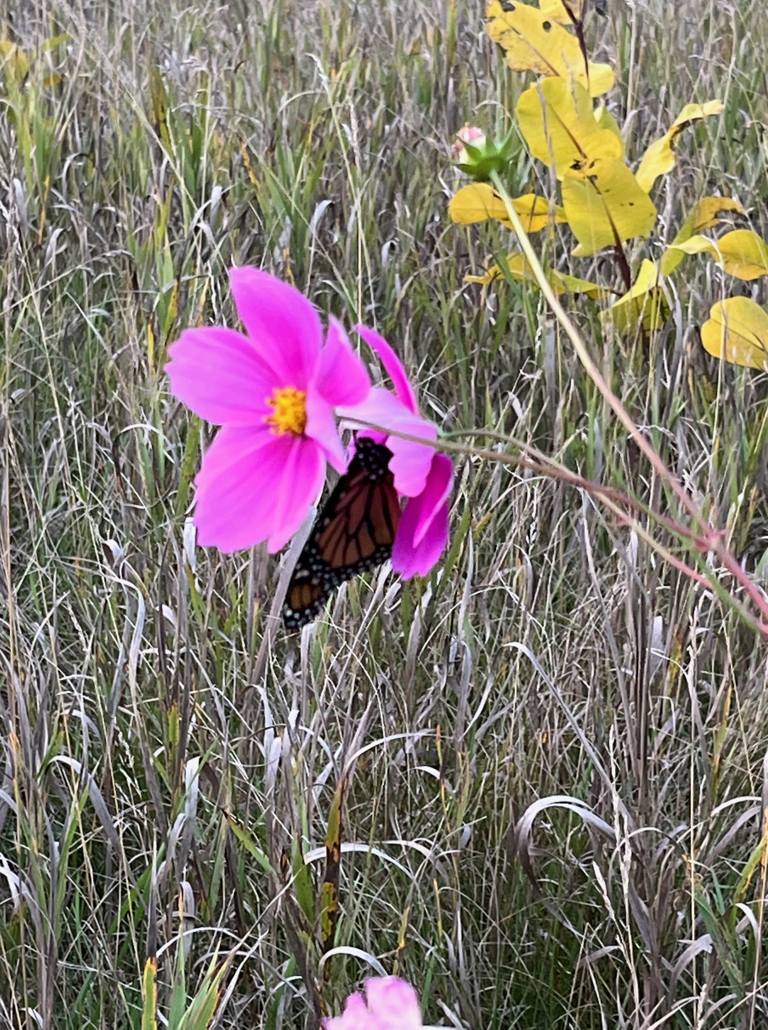 Michigan Monarch Prepares for Migration to Mexico | Writing Near the Lake