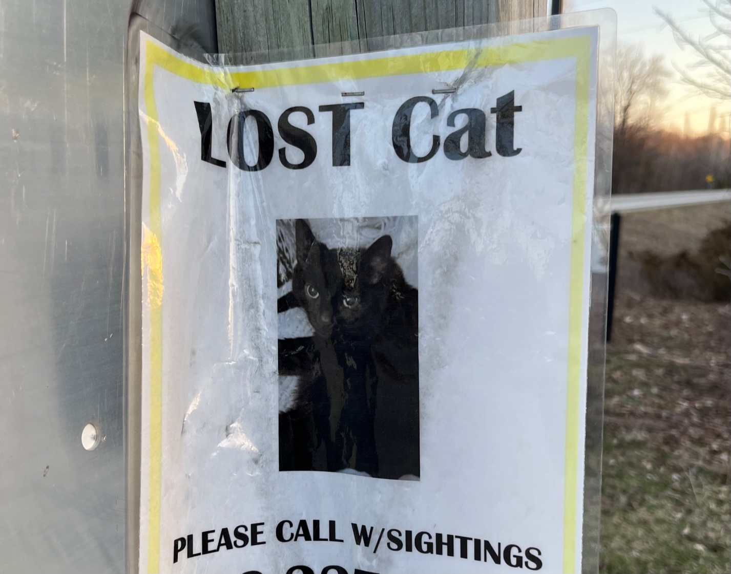 Lost Cat, Please Call With Sightings | Writing Near the Lake