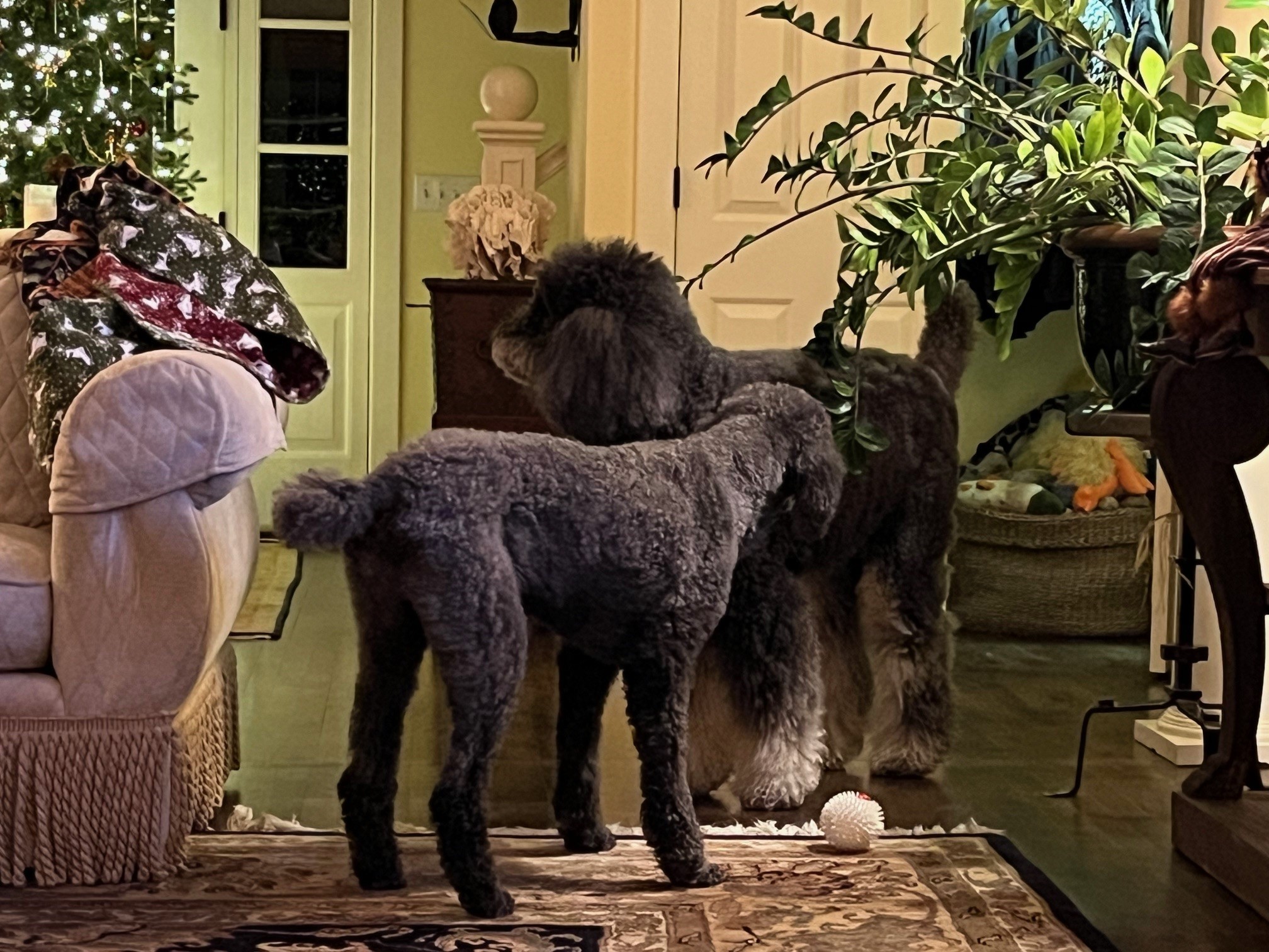 A Conversation between Two Old Dogs | Writing Near the Lake