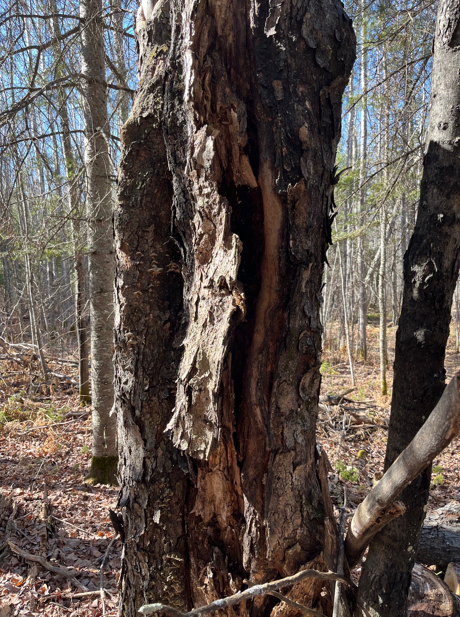 A Morning at Sax-Zim Bog in with the Grandkids | Writing Near the Lake