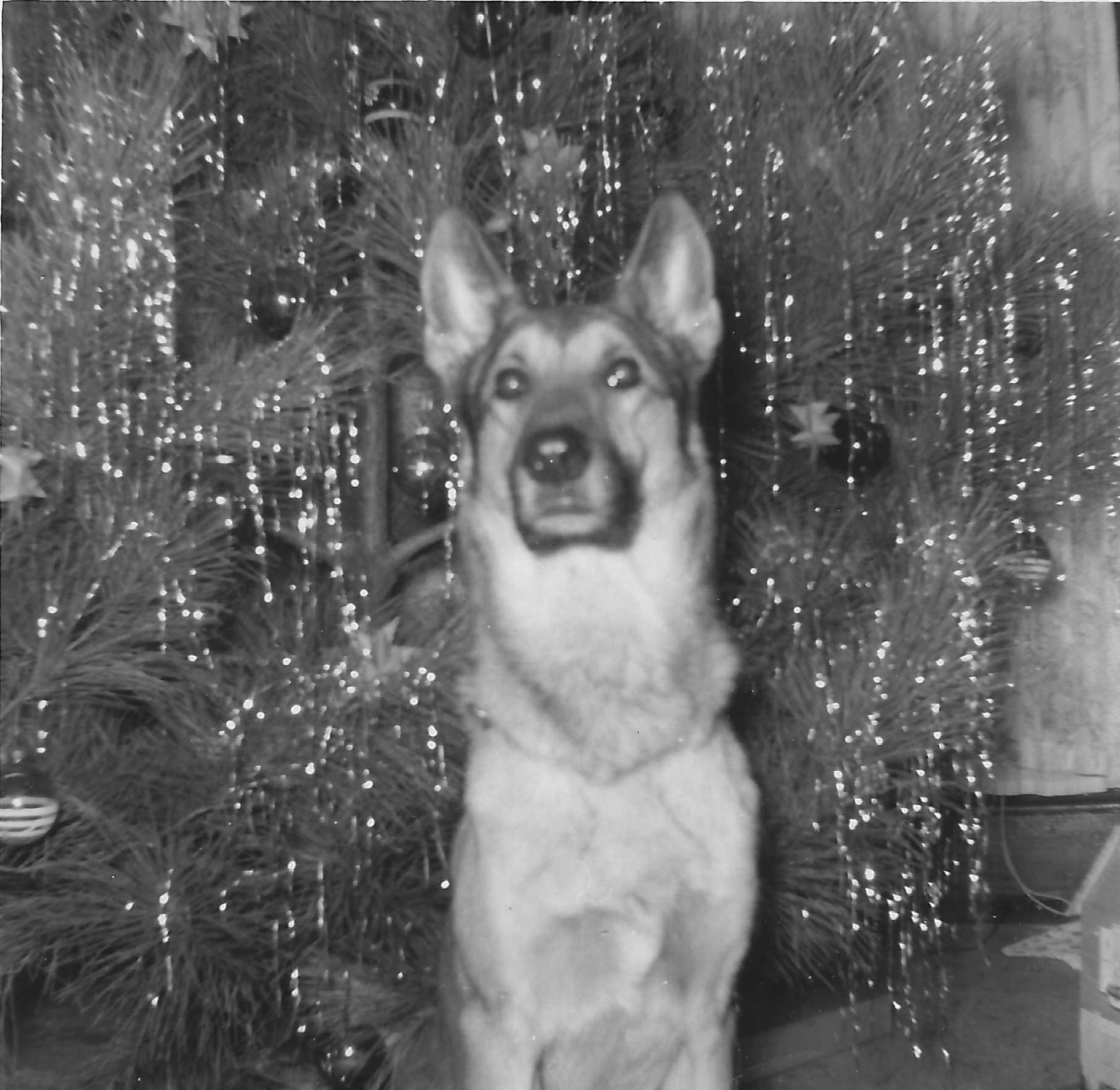 Staying Home with an Old Dog after a Near Accident | Writing Near the Lake